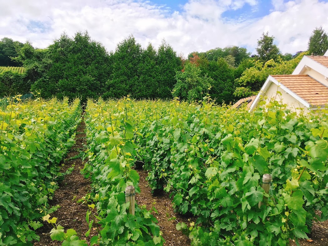 ミシェル・ファロン (Michel Fallon)